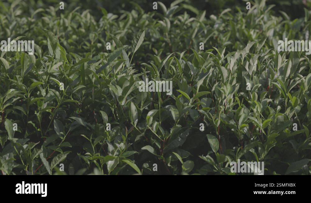Tea leaves. Young green leaves on the tea bush close up. Tea bush on ...