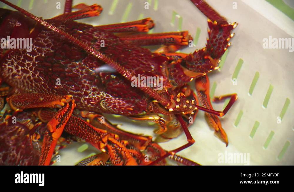 Closeup view of a live South Australian Southern Rock Lobster in a tank ...