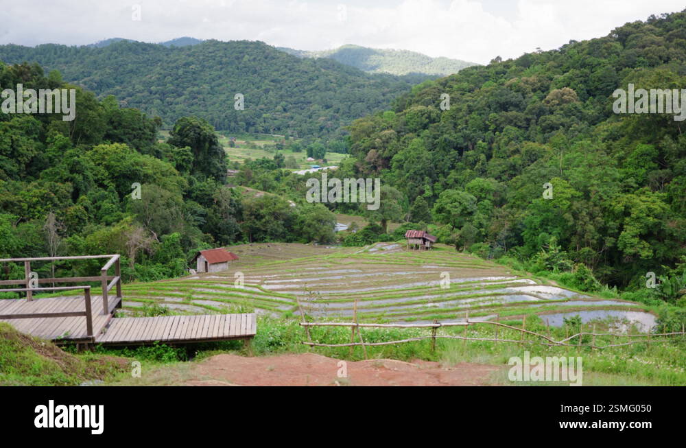 Serene view of terraced fields surrounded by dense forest. The green ...