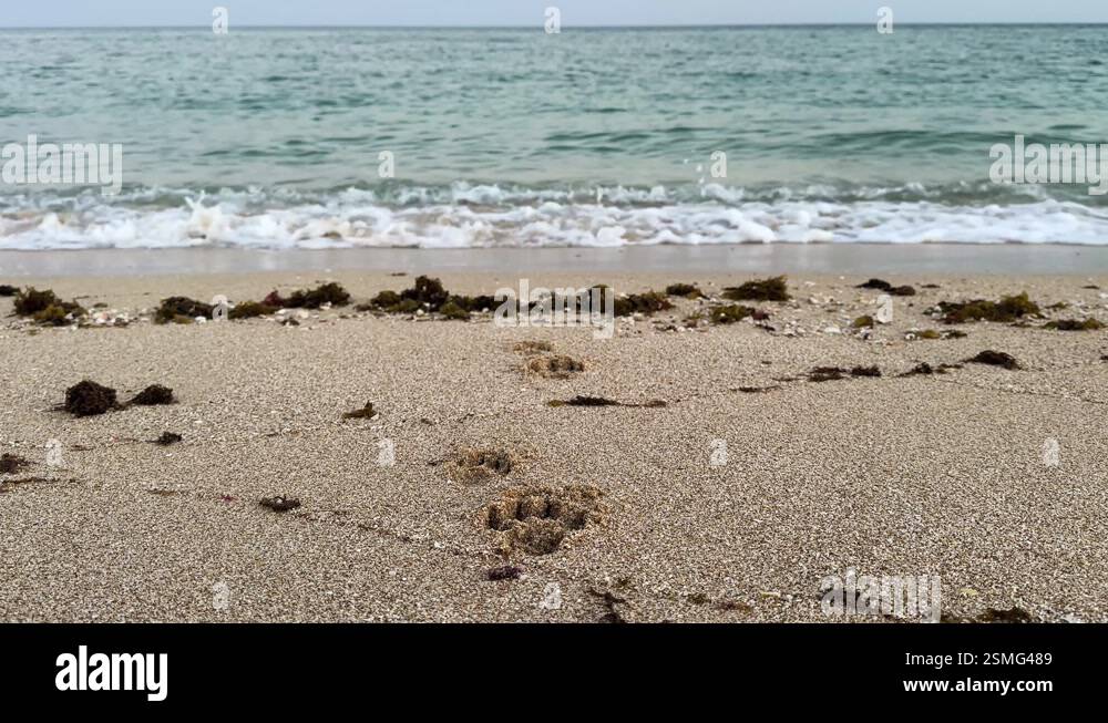 Minimal footprint Stock Videos & Footage - HD and 4K Video Clips - Alamy