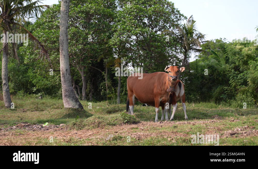 Low-angle pan to the right showing a brown cow and its calf nursing on ...
