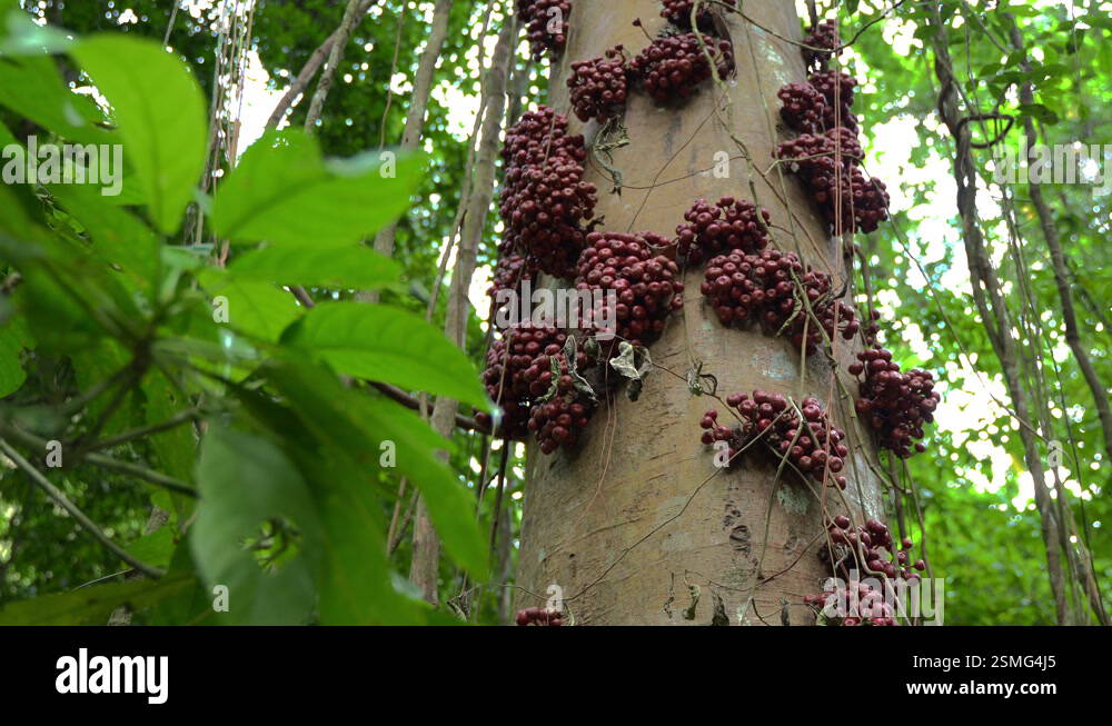 Variegated Fig (Ficus variegata) tree with clusters of red fruits in ...