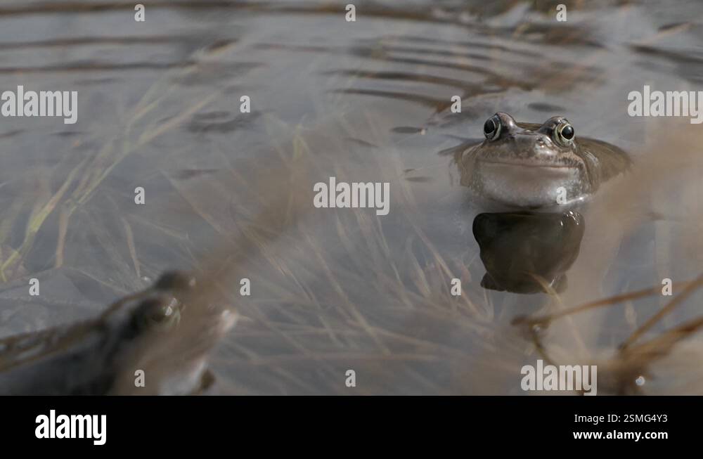 Two common frogs meeting in water, frog encounter, frogs in water ...