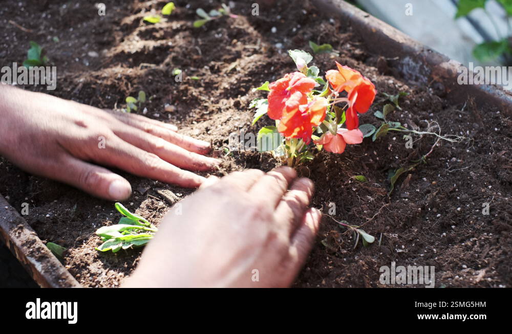 Sunlight bathes a woman's hands as they gently place a vibrant flower ...