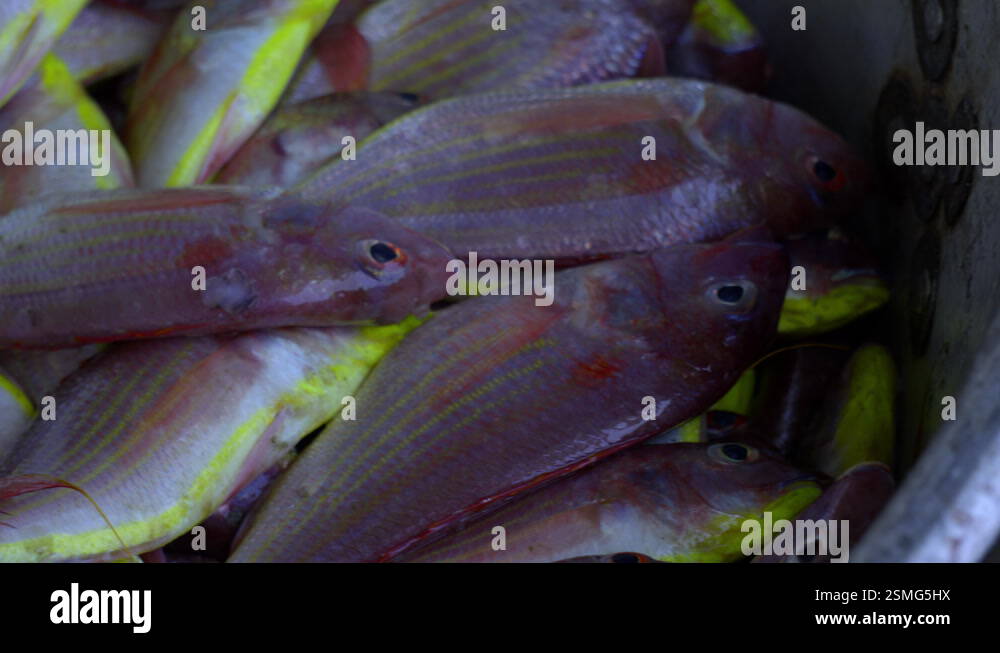 Freshly caught Pink Perch (thread finned Bream) fish is unloaded from a ...