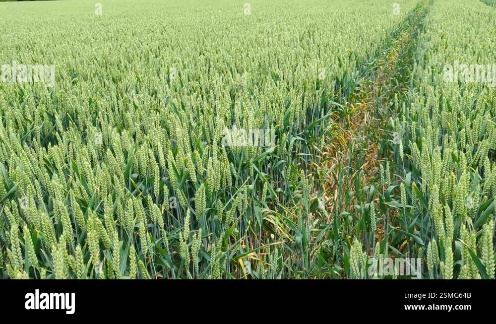 Walking through field farmlands of wheat crops in rural countryside of ...