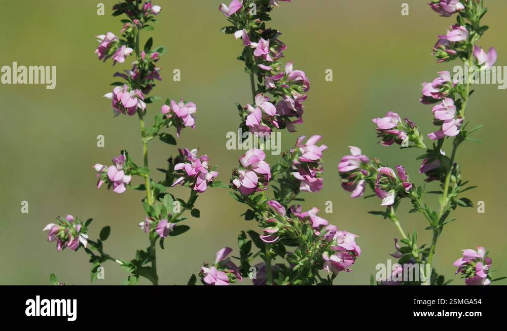 Pink flowers of Field Restharrow plant on a meadow, Ononis arvensis ...