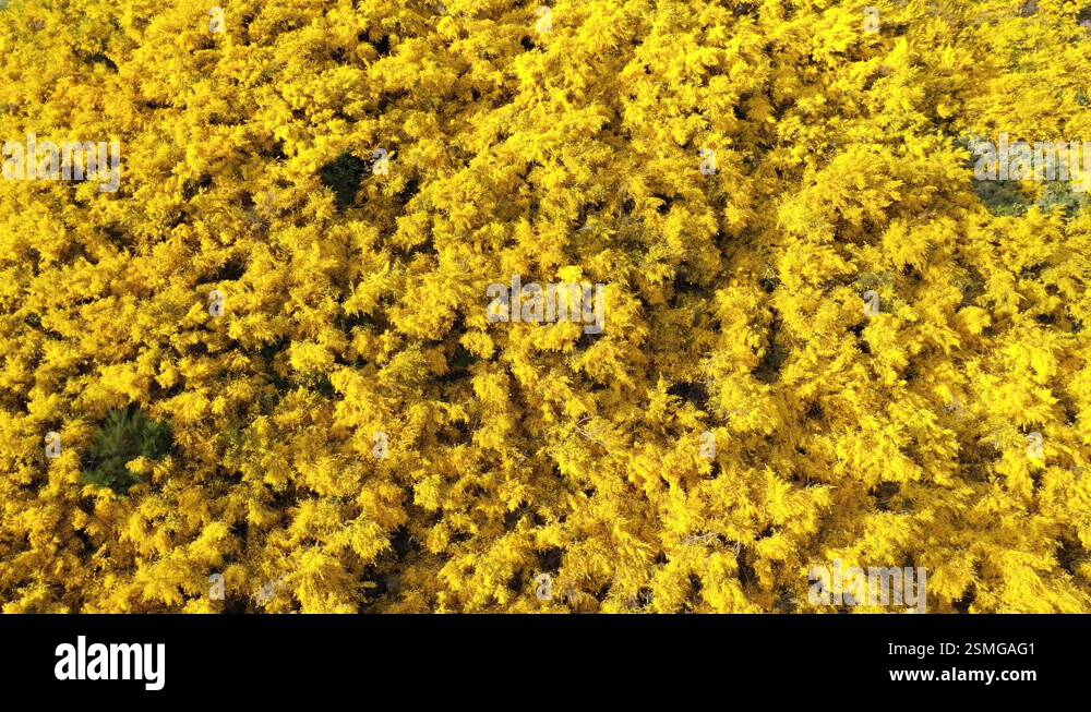 Yellow bushes on blooming mountain Stock Videos & Footage - HD and 4K ...