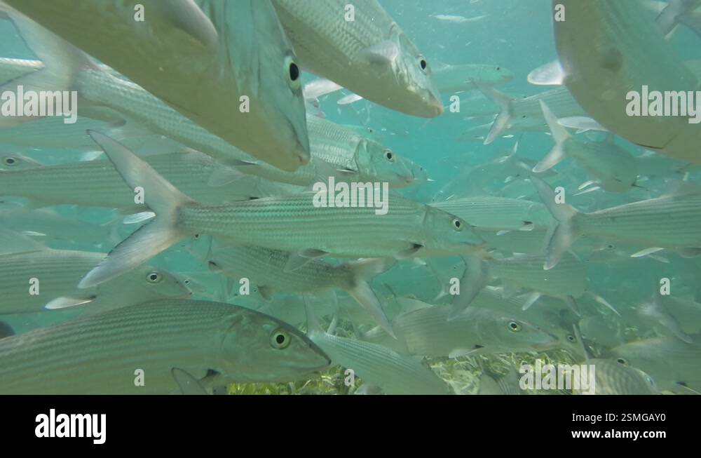 School of bonefish swimming close to the camera in shallow waters of Los Stock Video Footage - Alamy