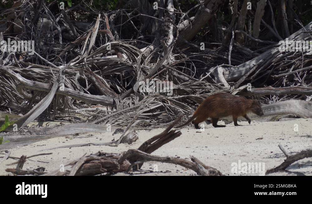 Cuban hutia (capromys pilorides) rodent animal on beach in Cuba Stock ...