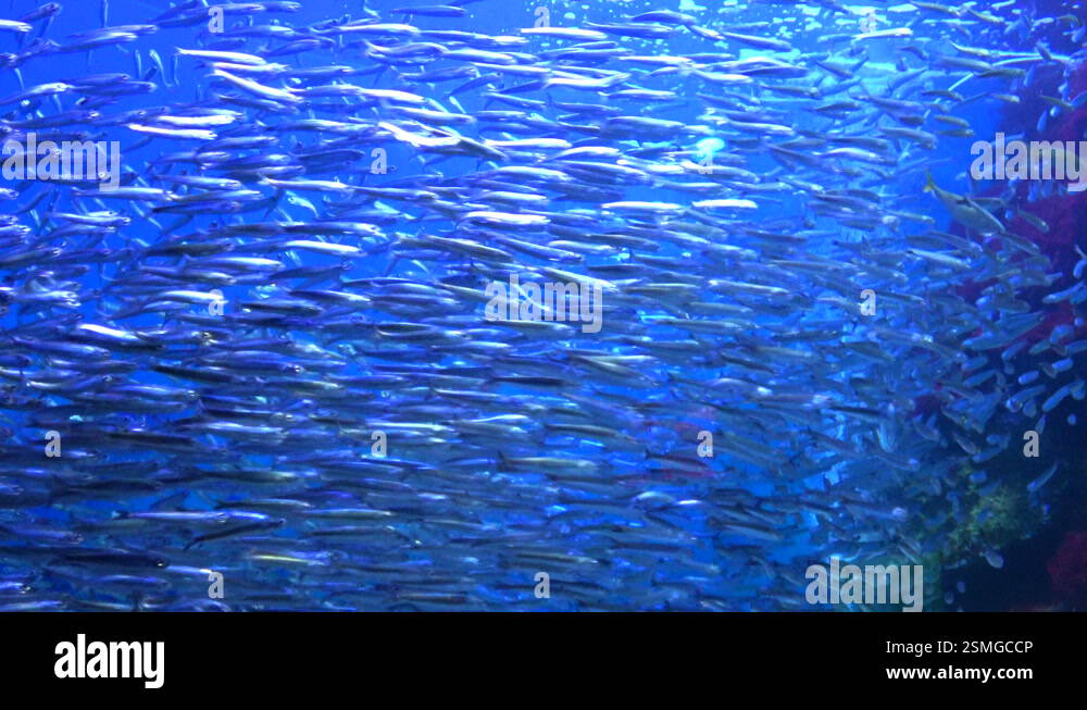 Schools of Japanese anchovy fish, Engraulis japonicus, swimming ...