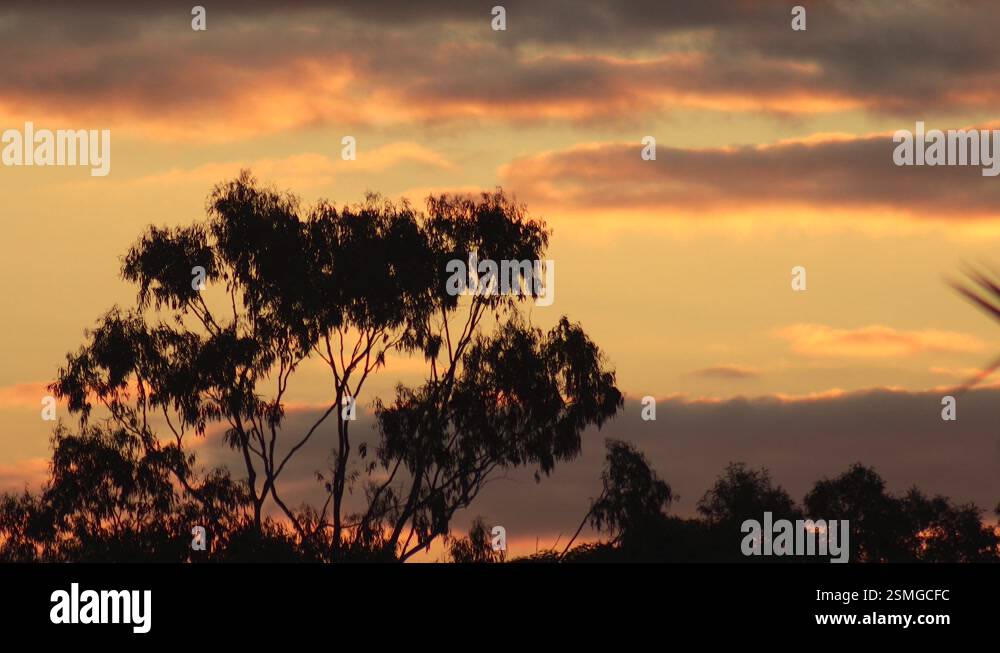 Australian Sunset Golden Hour Big Gum Tree Orange Clouds In The Sky ...