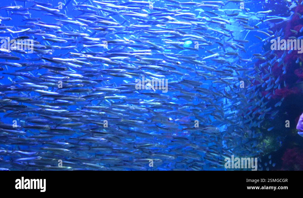 Schools of Japanese anchovy fish, Engraulis japonicus, swimming ...