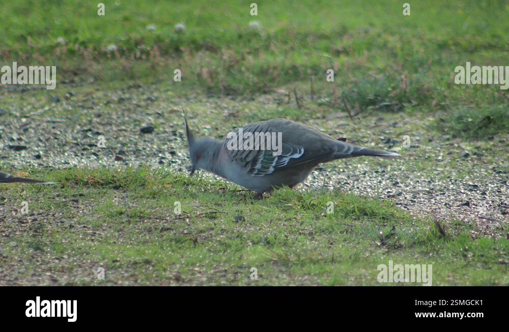 Crested Pigeon On Gravel Grass Driveway Pecking Australia Gippsland ...