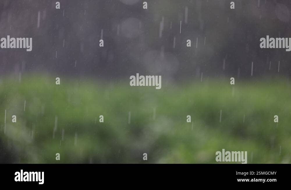Tea plantations in the rain. Tea bush on plantations in morning light ...