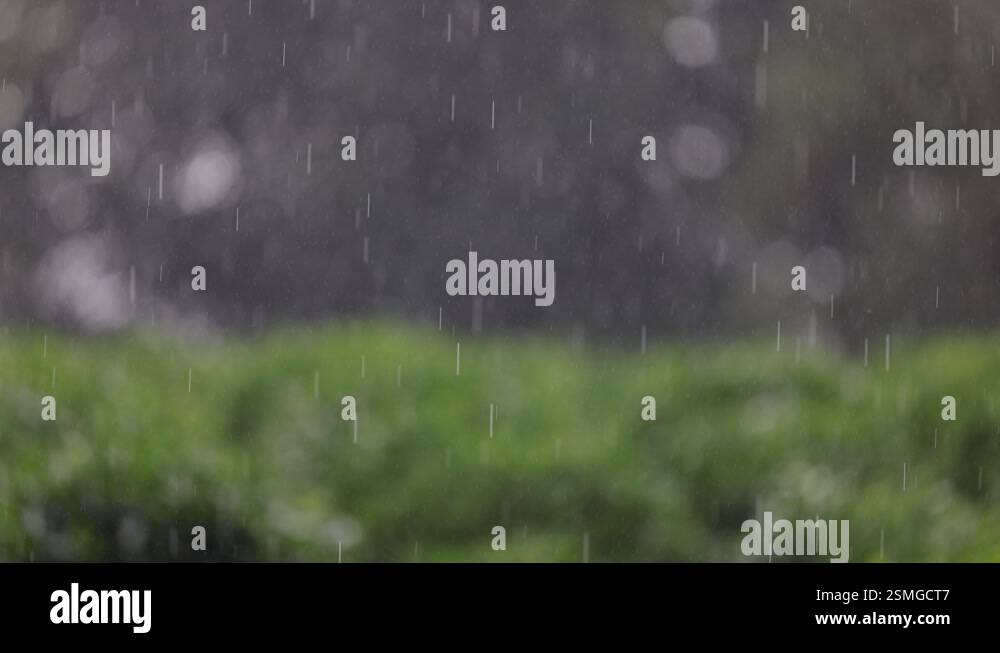 Tea plantations in the rain. Tea bush on plantations in morning light ...