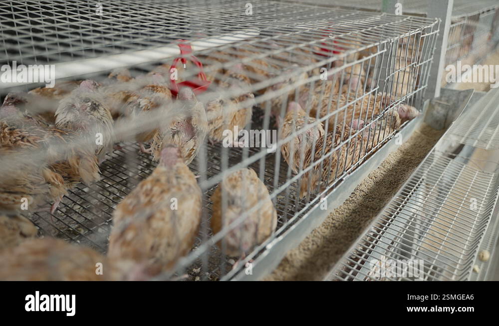 Farming quail birds inside the metal enclosure for production of ...