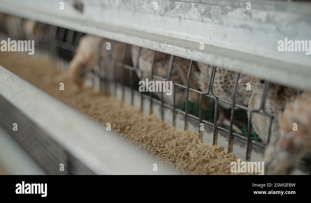 Barley bird Stock Videos & Footage - HD and 4K Video Clips - Alamy