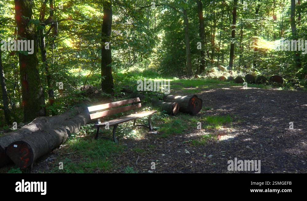 Shiny spot in a green forest with a bench standing half in the sun ...