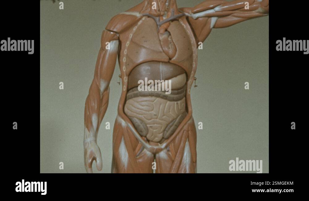 1960s: Model of human body, hands remove piece, point to organs Stock ...
