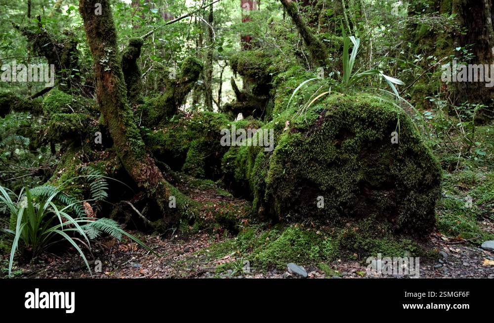 Ascending camera view of green temperate rainforest at Fiordland ...