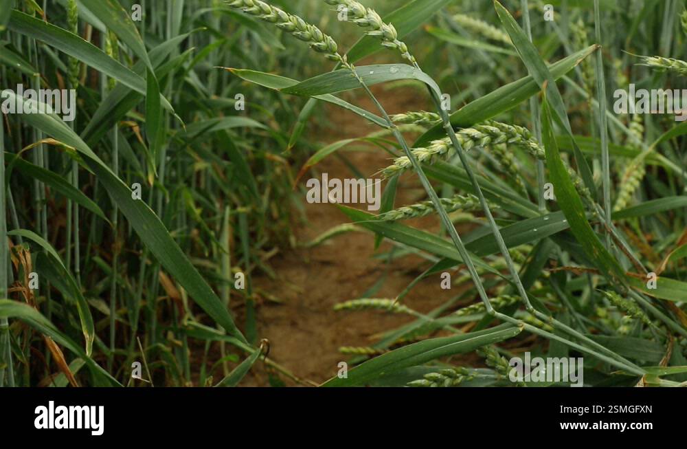 Beautiful wheat field. Cultivation of wheat. Wheat ears Stock Video ...