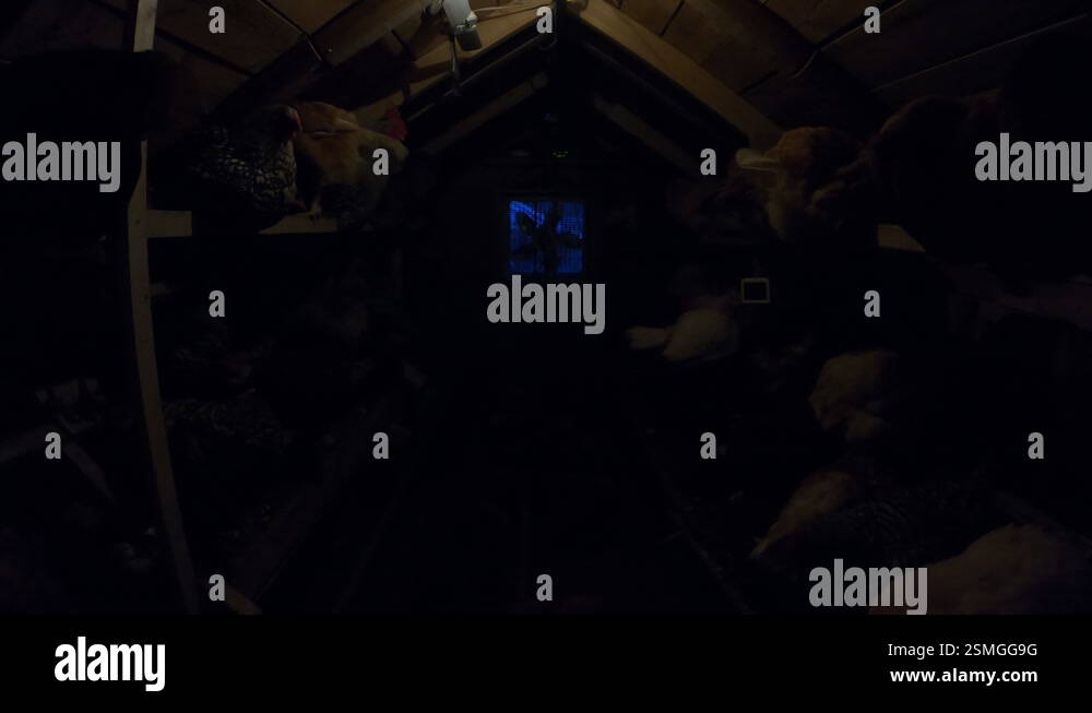 Time lapse of Hens waking up and leaving chickens coop - From Night to ...