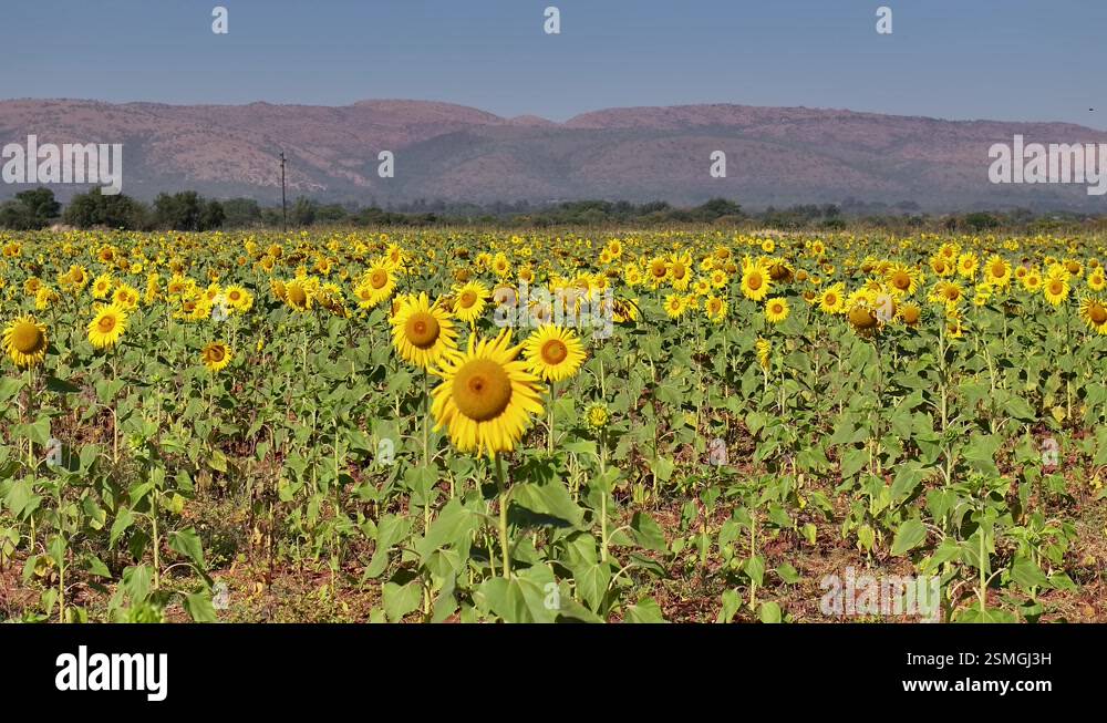 North africa flora Stock Videos & Footage - HD and 4K Video Clips - Alamy