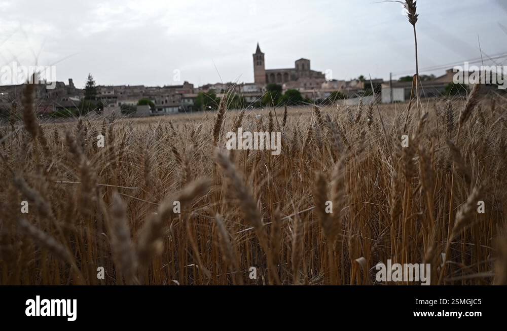 church behind the wheat in sineu Stock Video Footage - Alamy