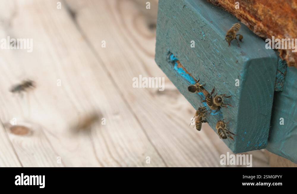 A swarm of bees gathers around the entrance of a blue hive box, buzzing ...