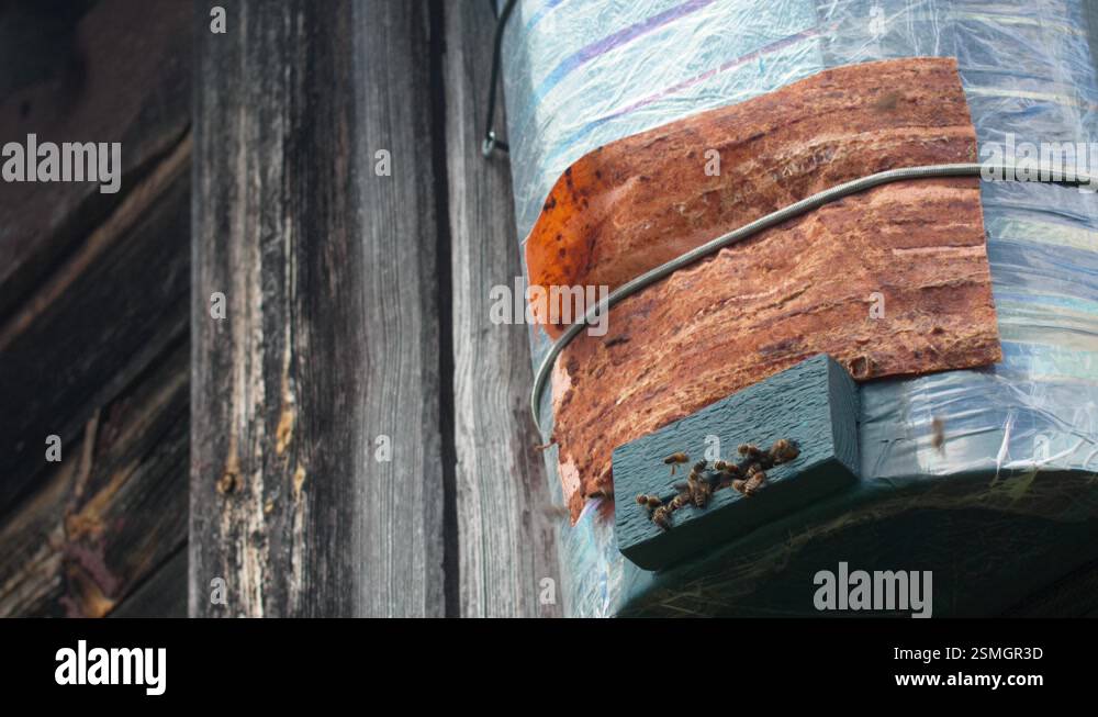 A swarm of bees has entered a bucket trap, attracted by the scent of a ...