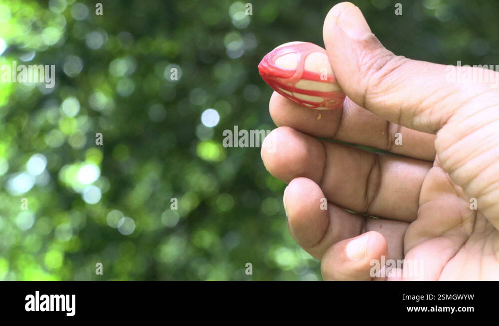 Premature Nutmeg Seed and Red Aril (Mace Stock Video Footage - Alamy