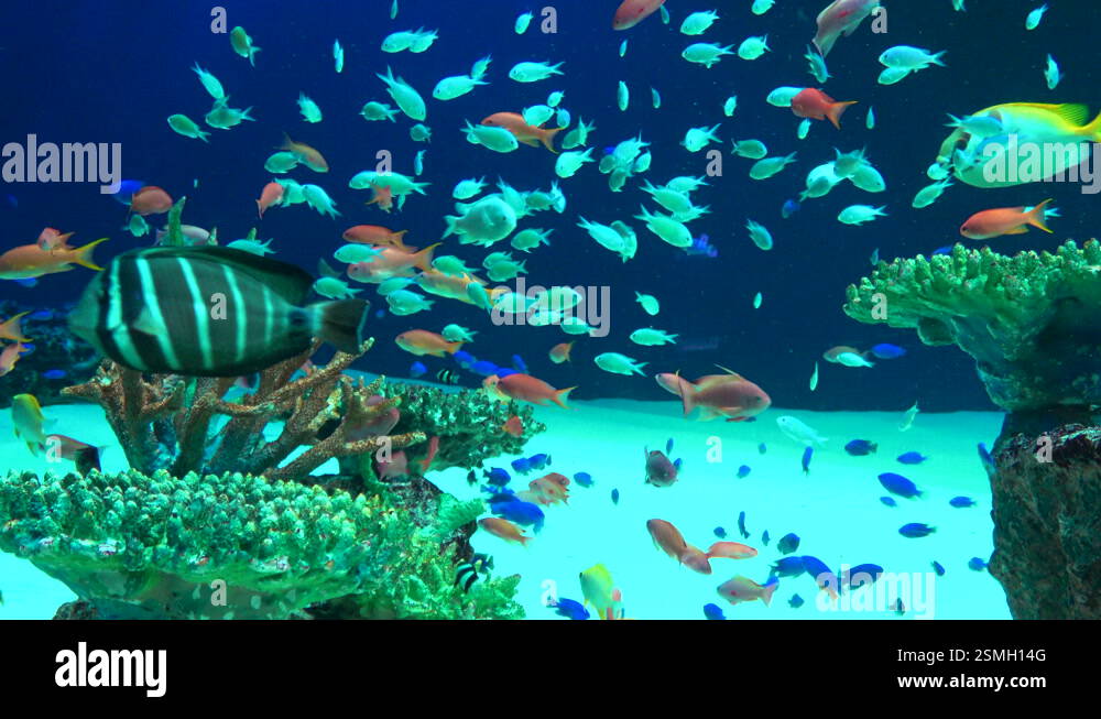 Schools of tropical fish and Zebra shark swimming underwater by the ...