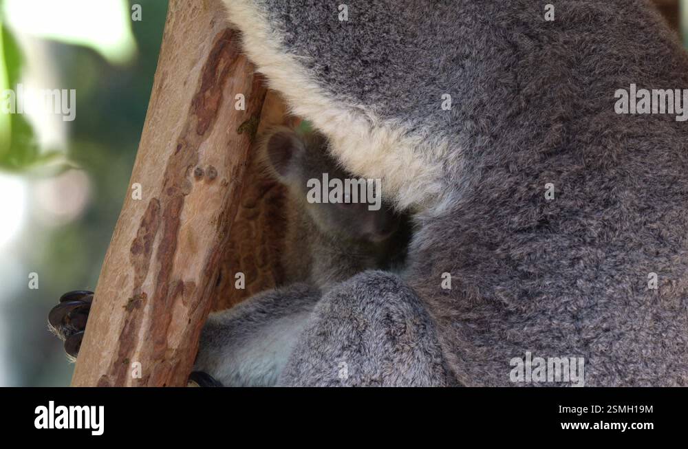 Koala with a joey pouch Stock Videos & Footage - HD and 4K Video Clips ...