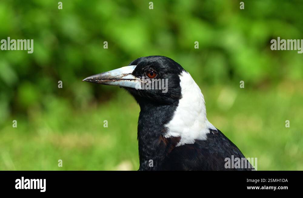 Portrait black white magpie Stock Videos & Footage - HD and 4K Video ...