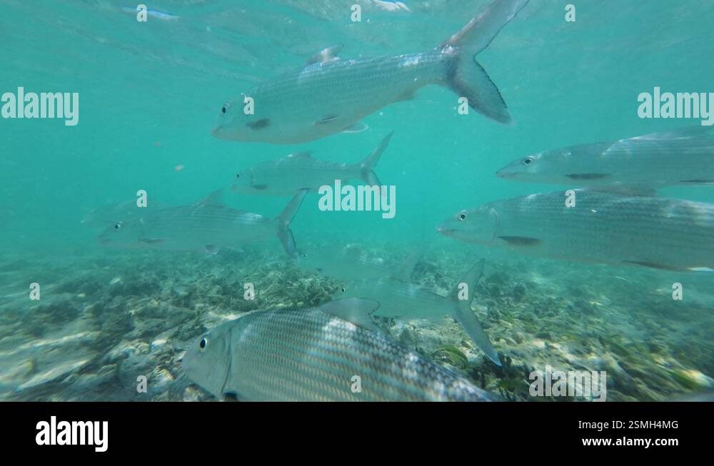Bonefish swimming underwater in clear turquoise waters captured in slow ...