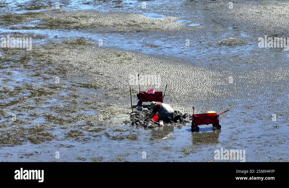 Tacoma, United States - 07/10/2024: A Man Clam Digging During Low Tide ...