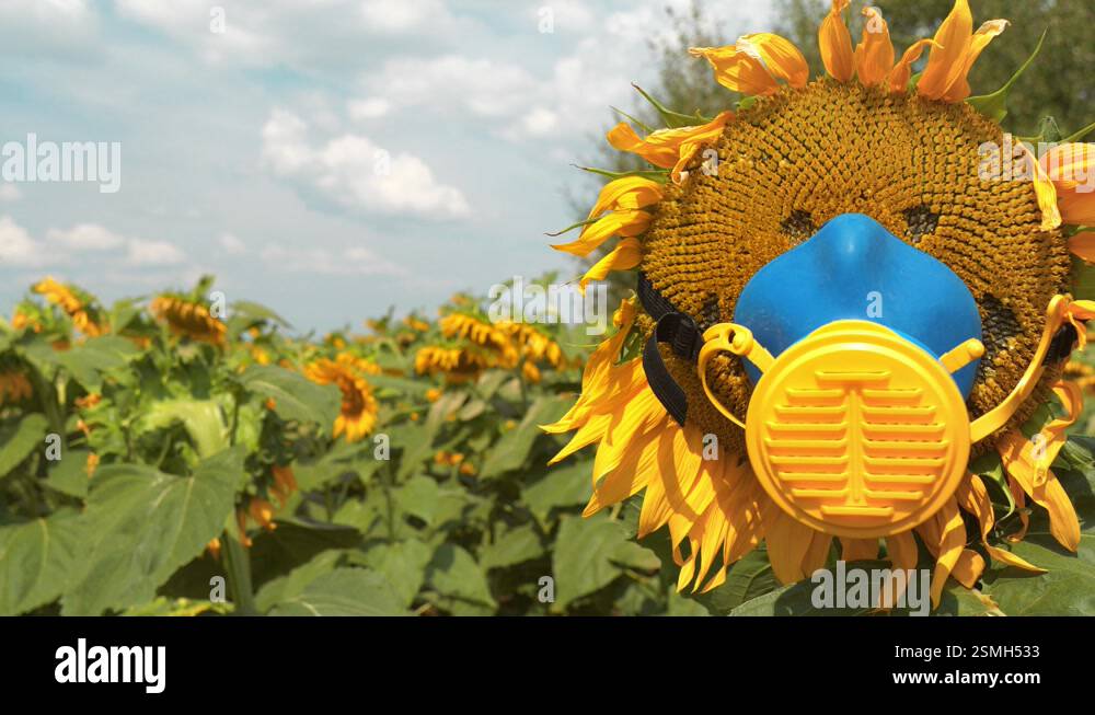 Sunflower in gas mask at the field. Ecology theme, allergy, pollutants ...