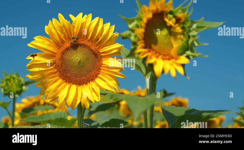 Field of beautiful sunflowers with many bees working. Bees are hard at ...