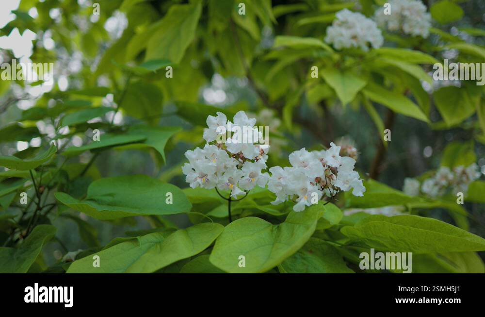 Beautiful catalpa blossom. White catalpa flowers and green leaves Stock ...