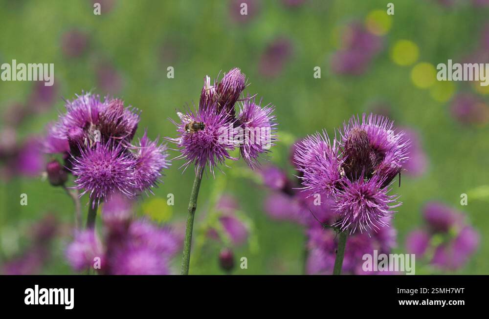 Purple flowers of plume thistle plant and wild bee on a meadow Stock ...