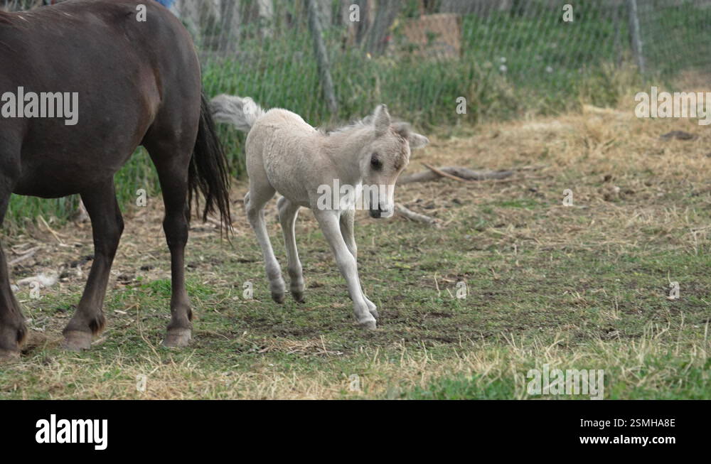 Newborn pony kicking in slow motion Stock Video Footage - Alamy