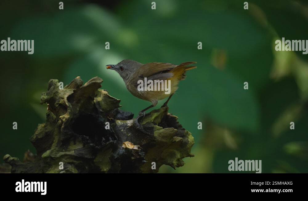 Agile bird Stock Videos & Footage - HD and 4K Video Clips - Alamy