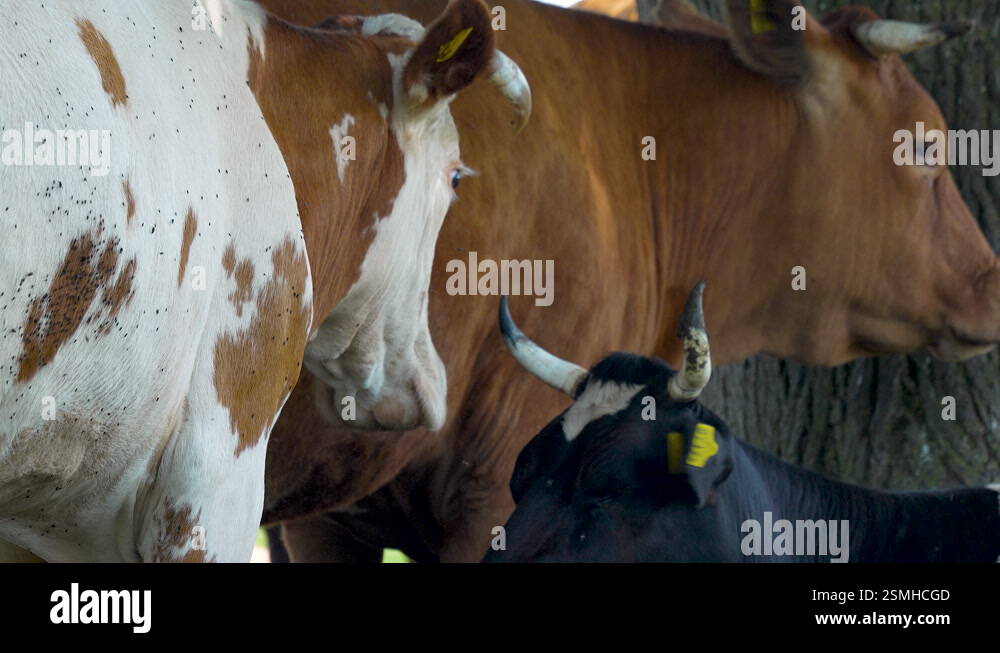 Close-up of cows standing together, featuring their distinct markings ...