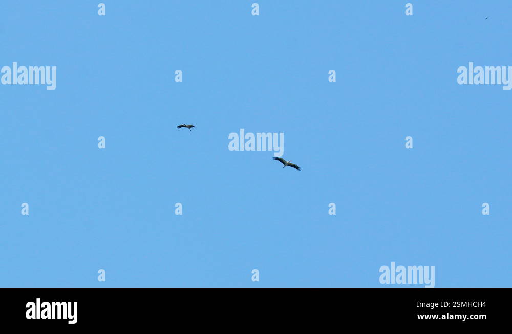 Two storks flying high in a clear blue sky, capturing the freedom and ...