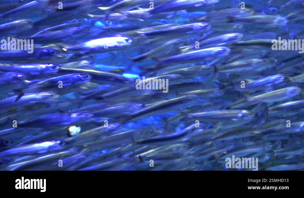 Schools of Japanese anchovy fish, Engraulis japonicus, swimming ...