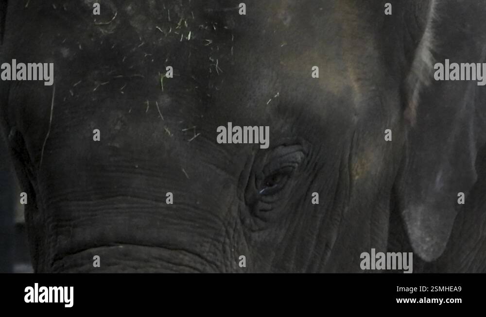 Elephants face close up Stock Videos & Footage - HD and 4K Video Clips ...