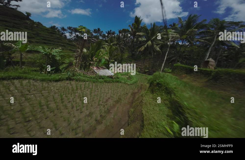 Lush green rice terraces in bali captured by fpv drone, under a bright ...