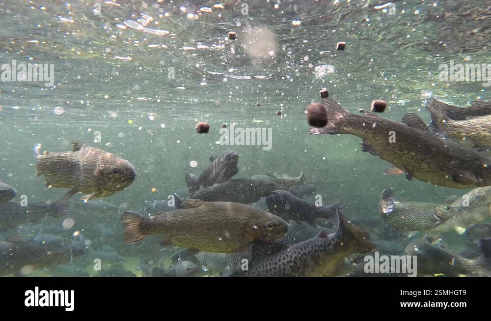 Feeding trout Stock Videos & Footage - HD and 4K Video Clips - Alamy