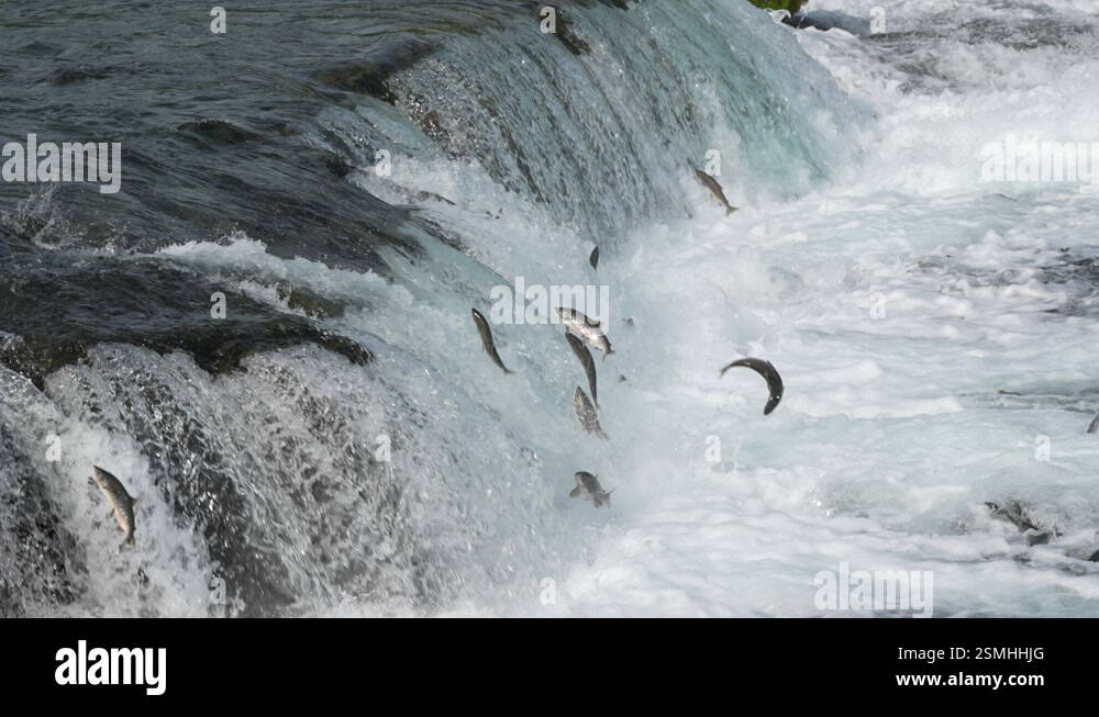Salmon fish jumping Stock Videos & Footage - HD and 4K Video Clips - Alamy